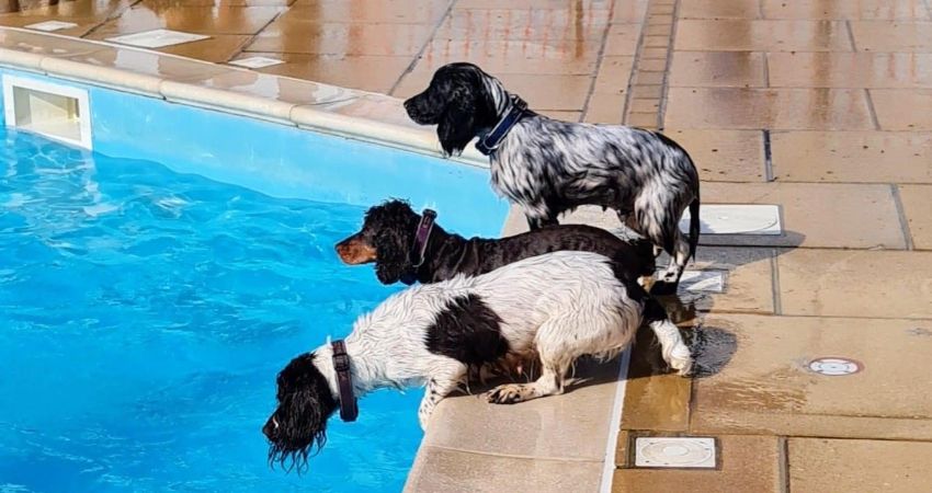SALTDEAN LIDO DOG SWIM 2024 - Small Dogs (under 10kgs) Only